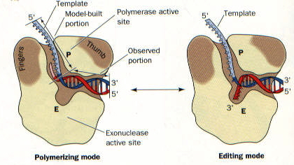Section III: 3'-5' Exonuclease