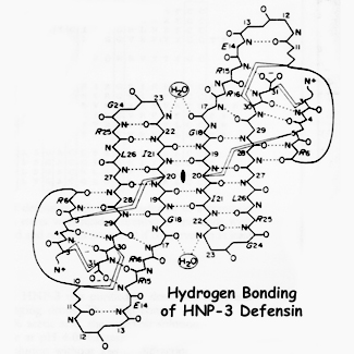 Structure of Defensins