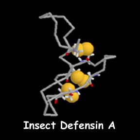 Structure of Defensins