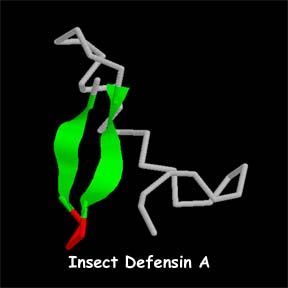 Structure of Defensins