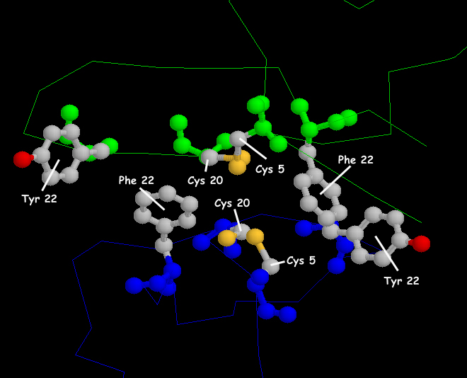 Structure of Defensins