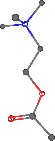acetylcholinesterase