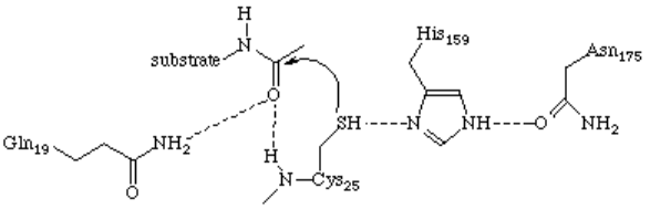 Welcome to GoLive CyberStudio 3